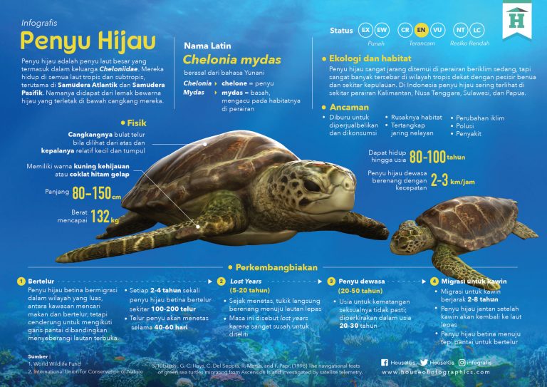 Infografis Penyu Hijau | House of Infographics