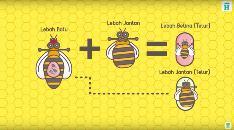 Infografis Animasi Lebah Madu dan Koloninya | House of Infographics